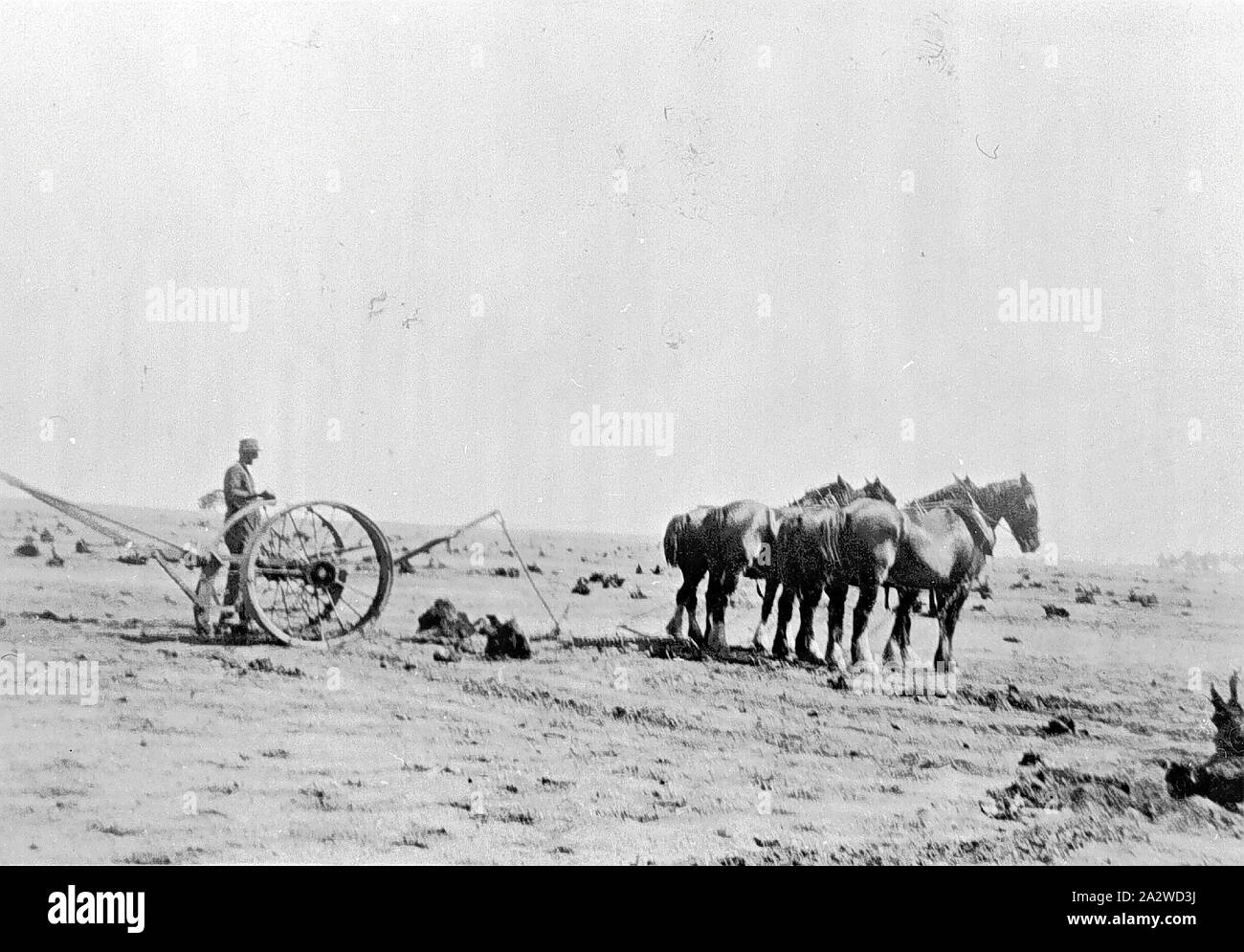Negative - Manangatang, Victoria, 1941, A horse team grubbing Mallee ...