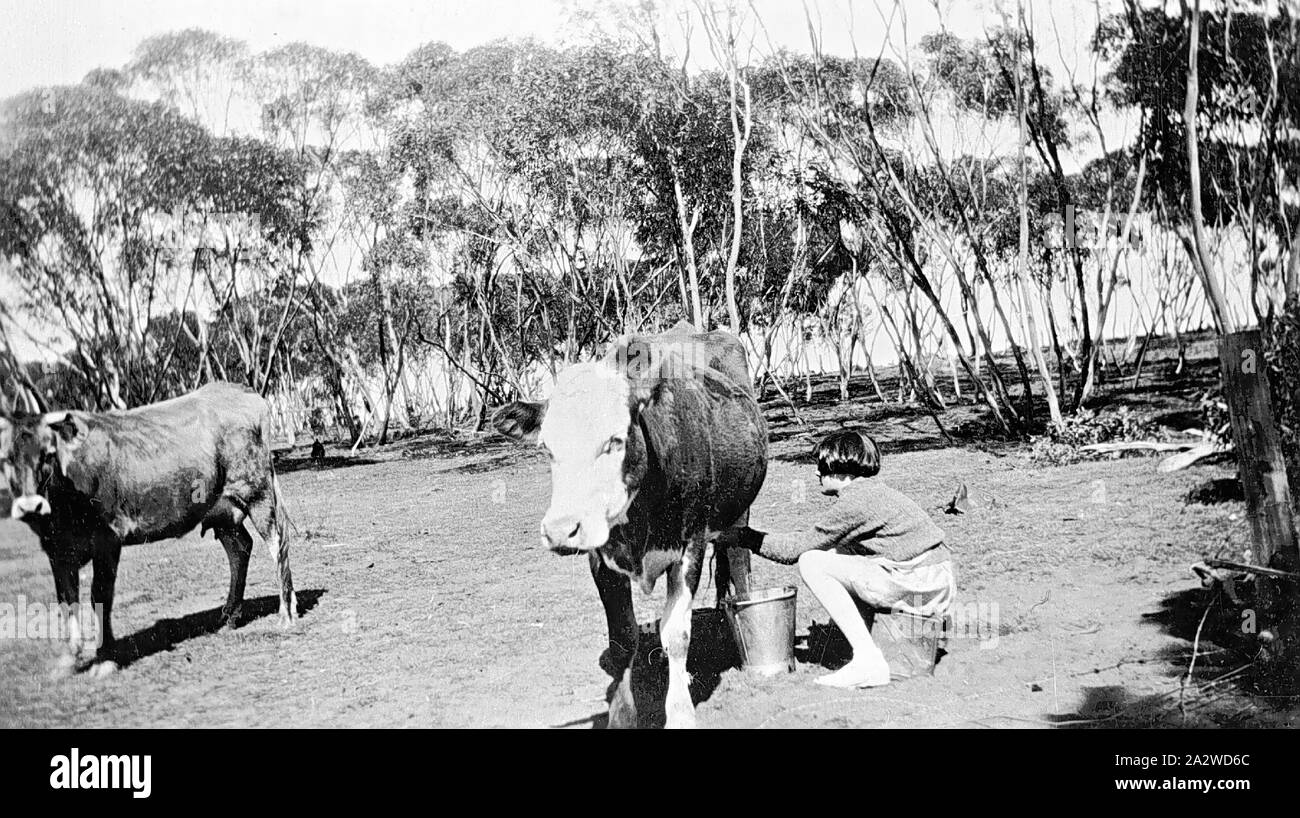 Negative - Manangatang, Victoria, 1936, A young girl milking a cow ...
