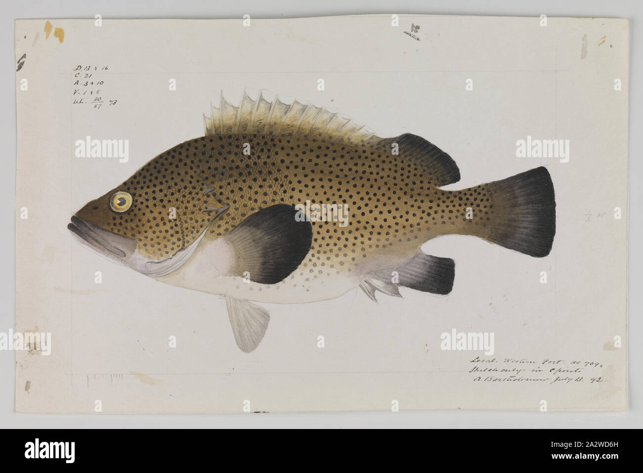 Watercolour illustration - Eastern Wirrah, Acanthistius ocellatus ...