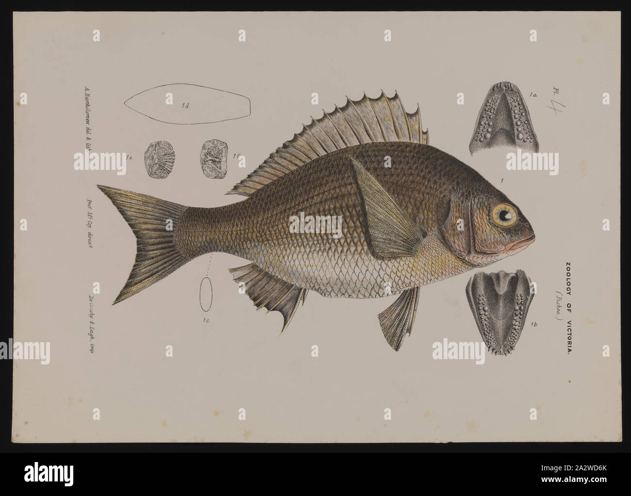 Black bream australia hi-res stock photography and images - Alamy
