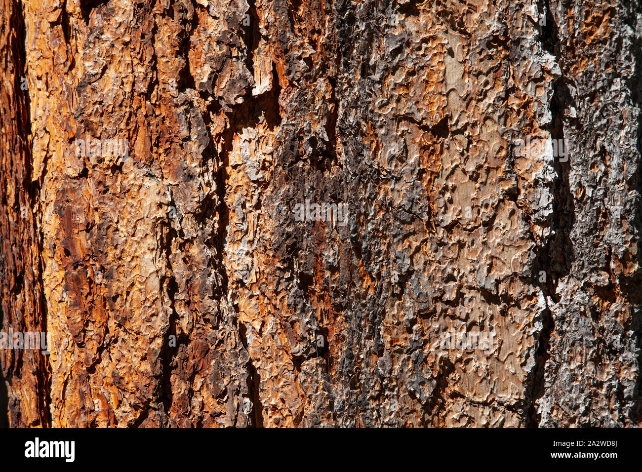 Redwood bark hi-res stock photography and images - Alamy