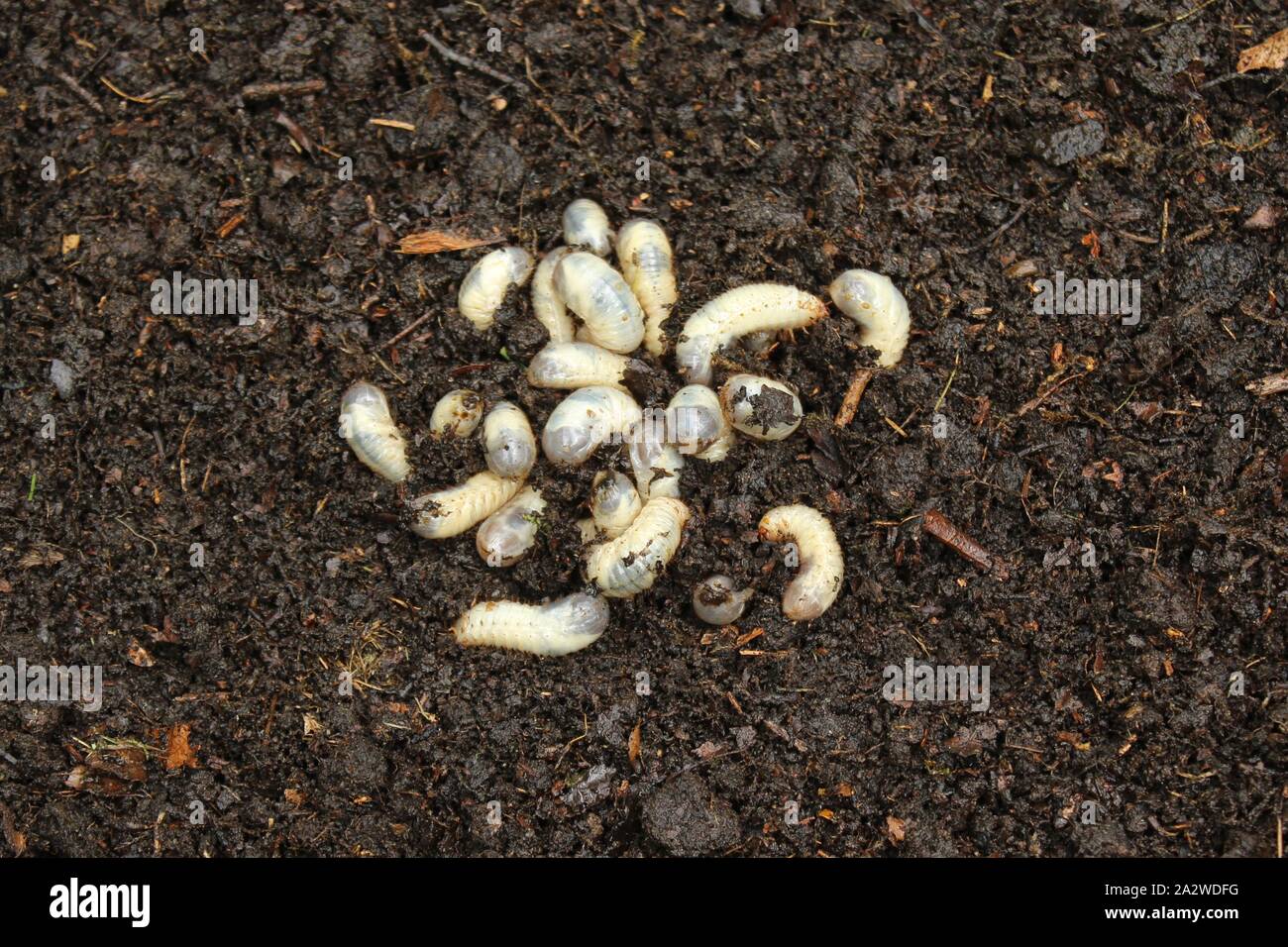 The picture shows a rose chafer larvae in the compost pile Stock Photo ...