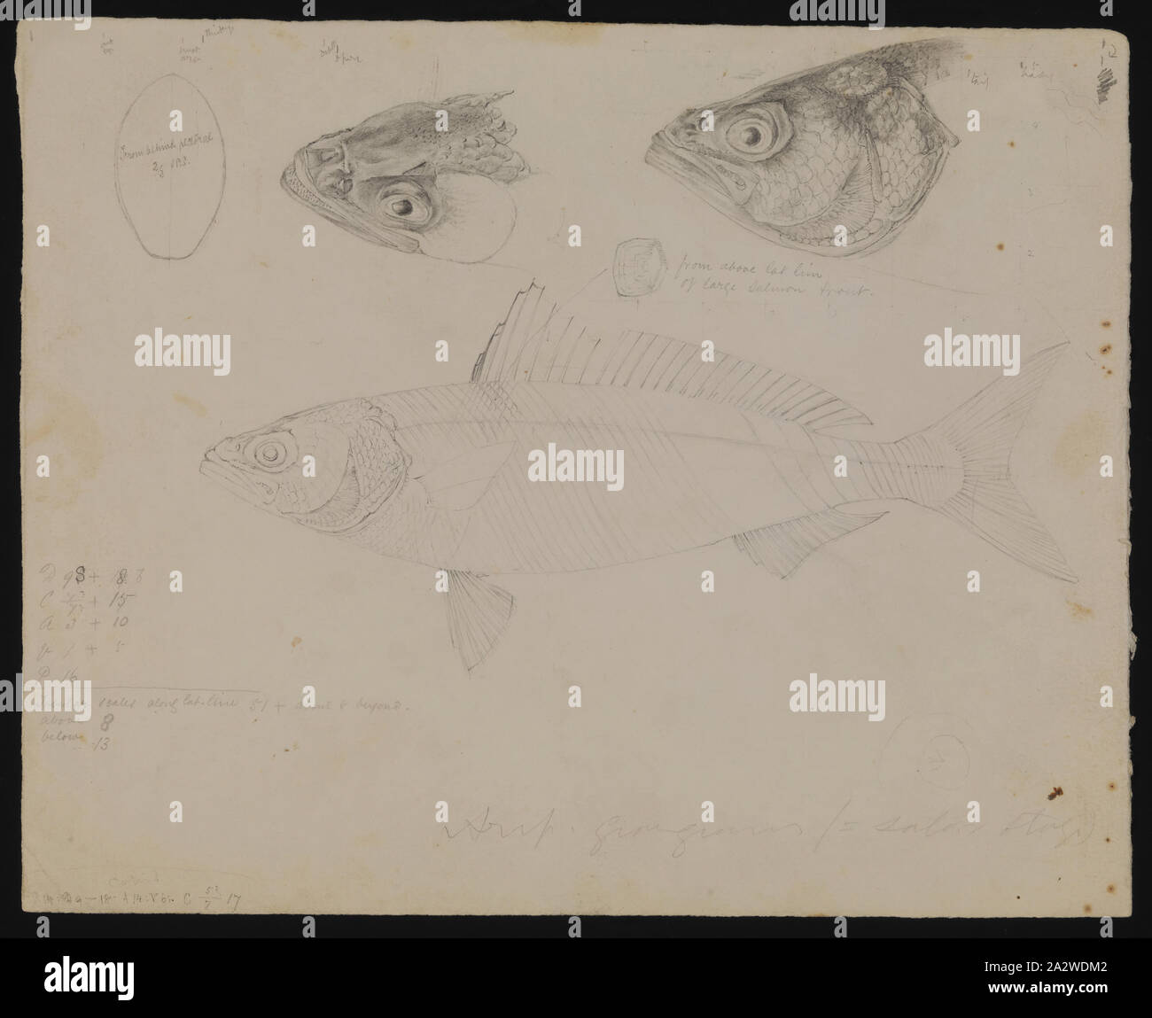 Illustration - pencil on paper, Western Australian Salmon, Arripis ...