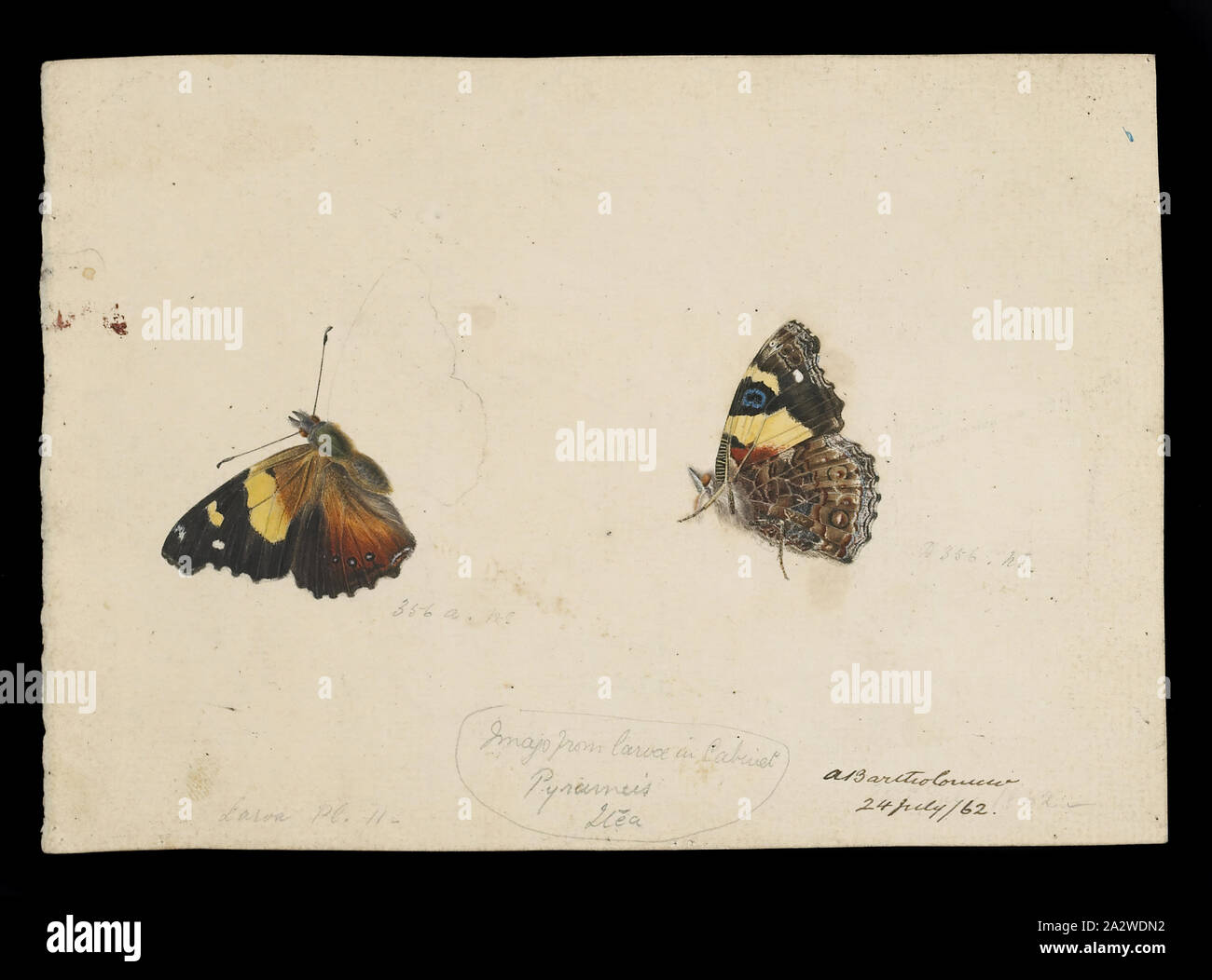 Illustrations - Australian Admiral, Vanessa itea, Arthur Bartholomew ...