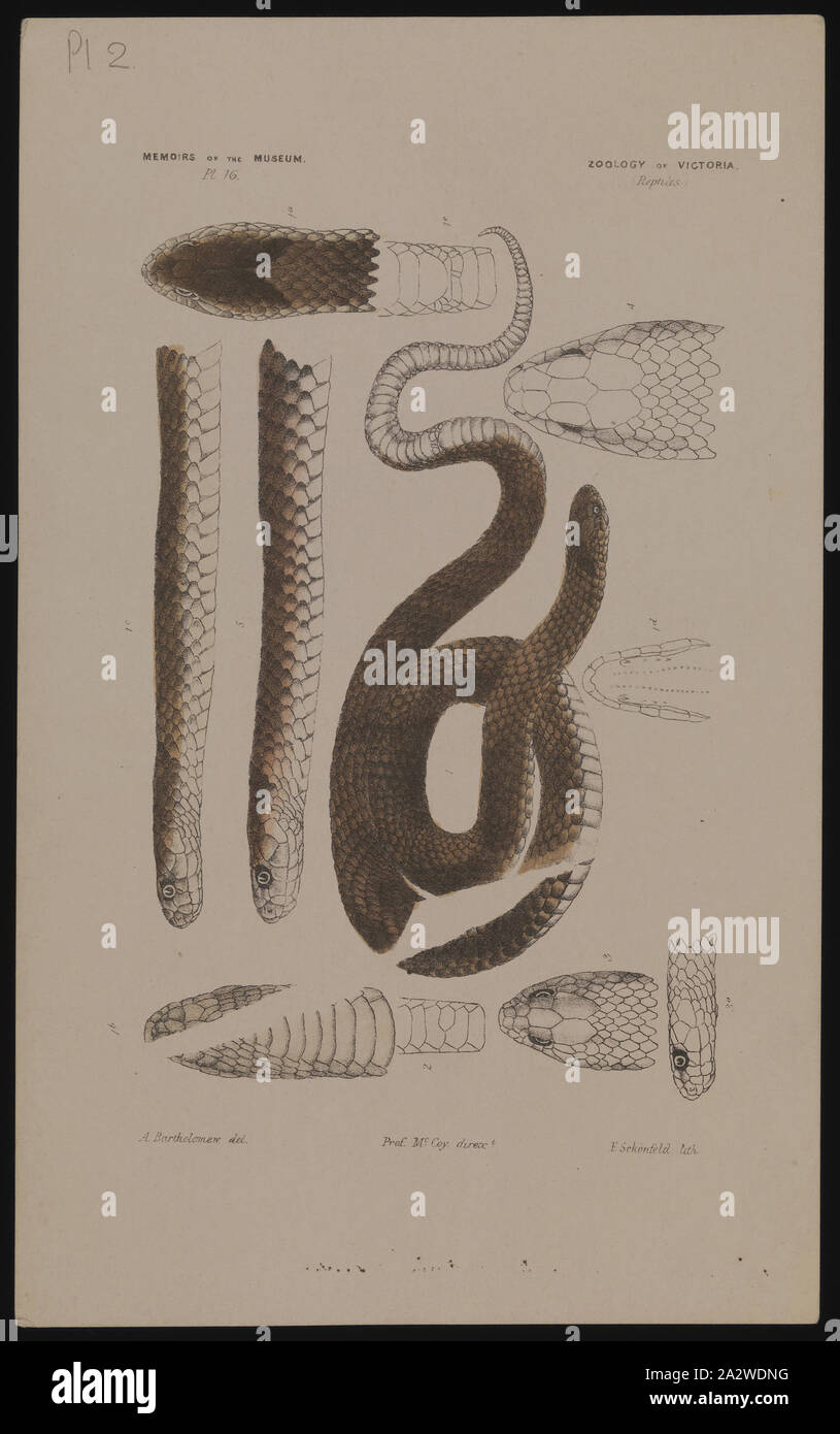 Lithographic colour proof - Lowland Copperhead, Austrelaps superbus ...