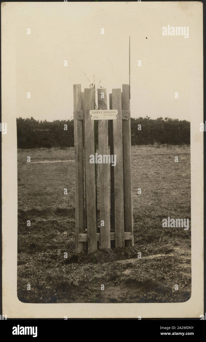 Digital Image - Photograph, Avenue of Honour Tree, 'John Bullus ...
