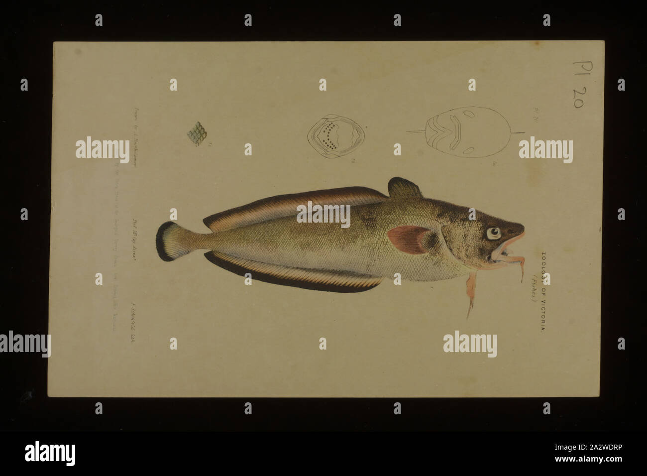 Lithographic proof a hi-res stock photography and images - Alamy