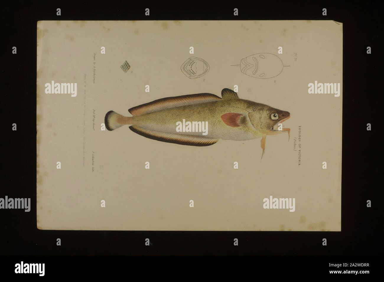 Arthur bartholmew hi-res stock photography and images - Alamy