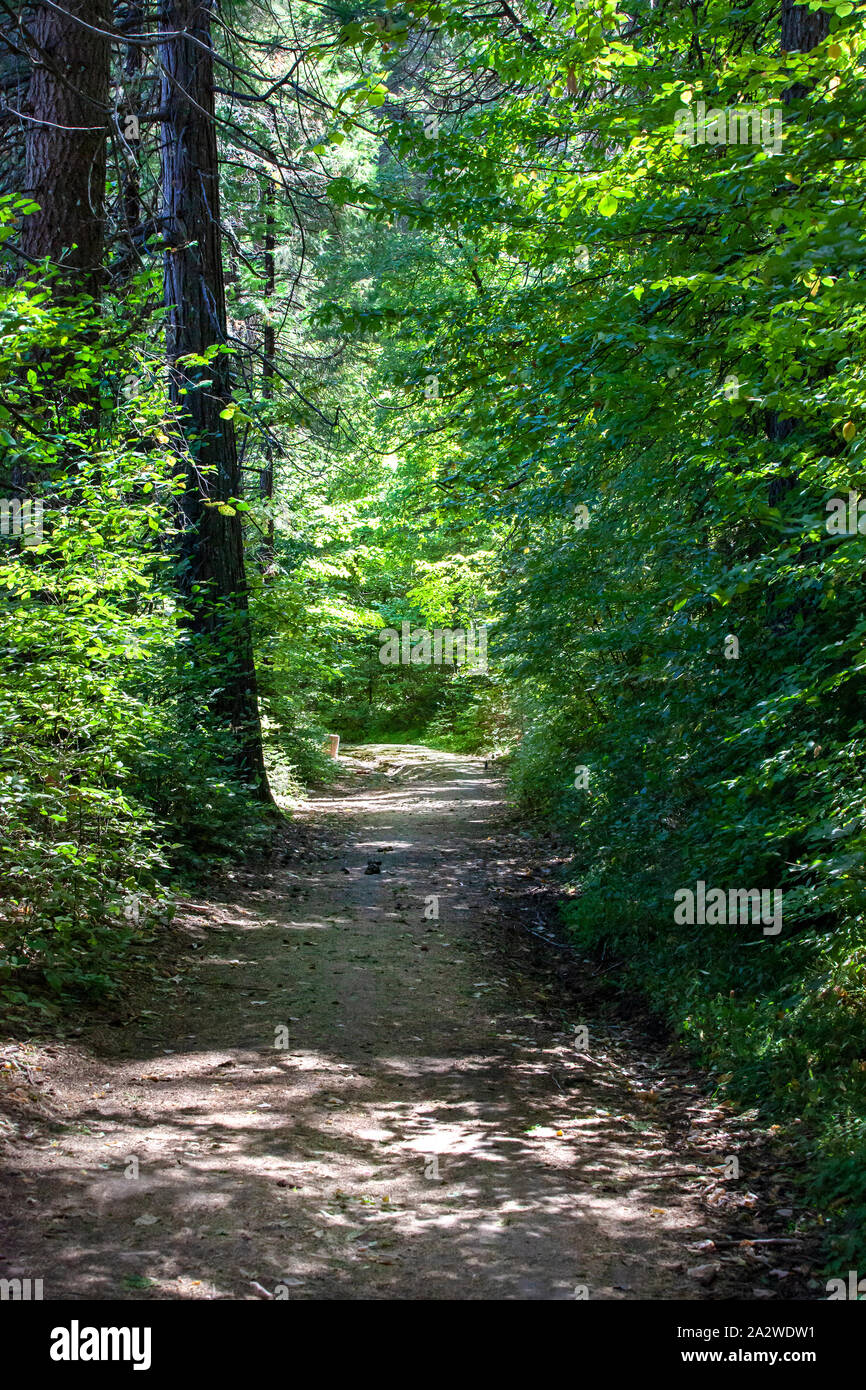 Big pines path hi-res stock photography and images - Alamy