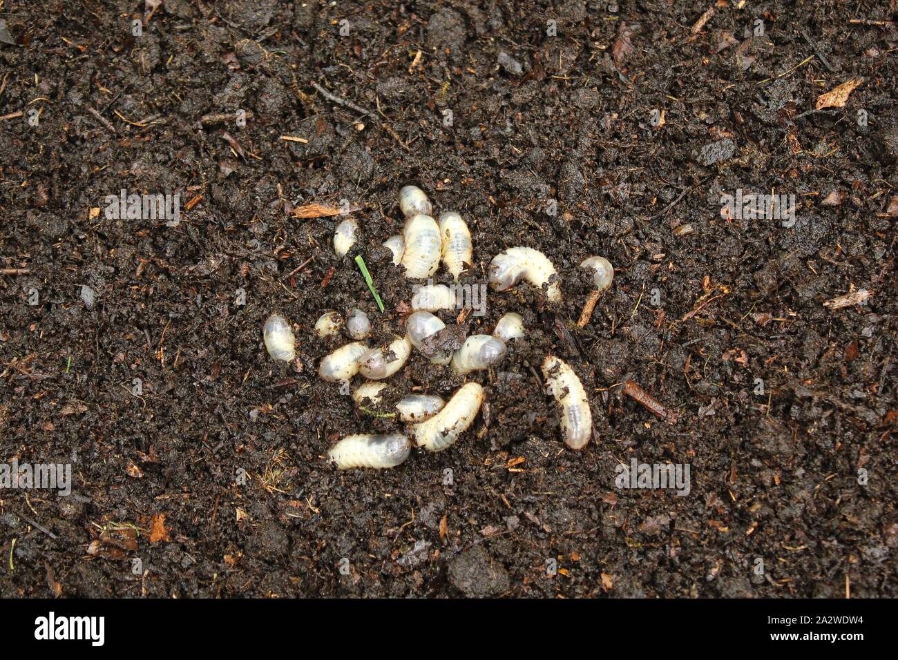The pictureshows a rose chafer larvae in the compost pile Stock Photo ...