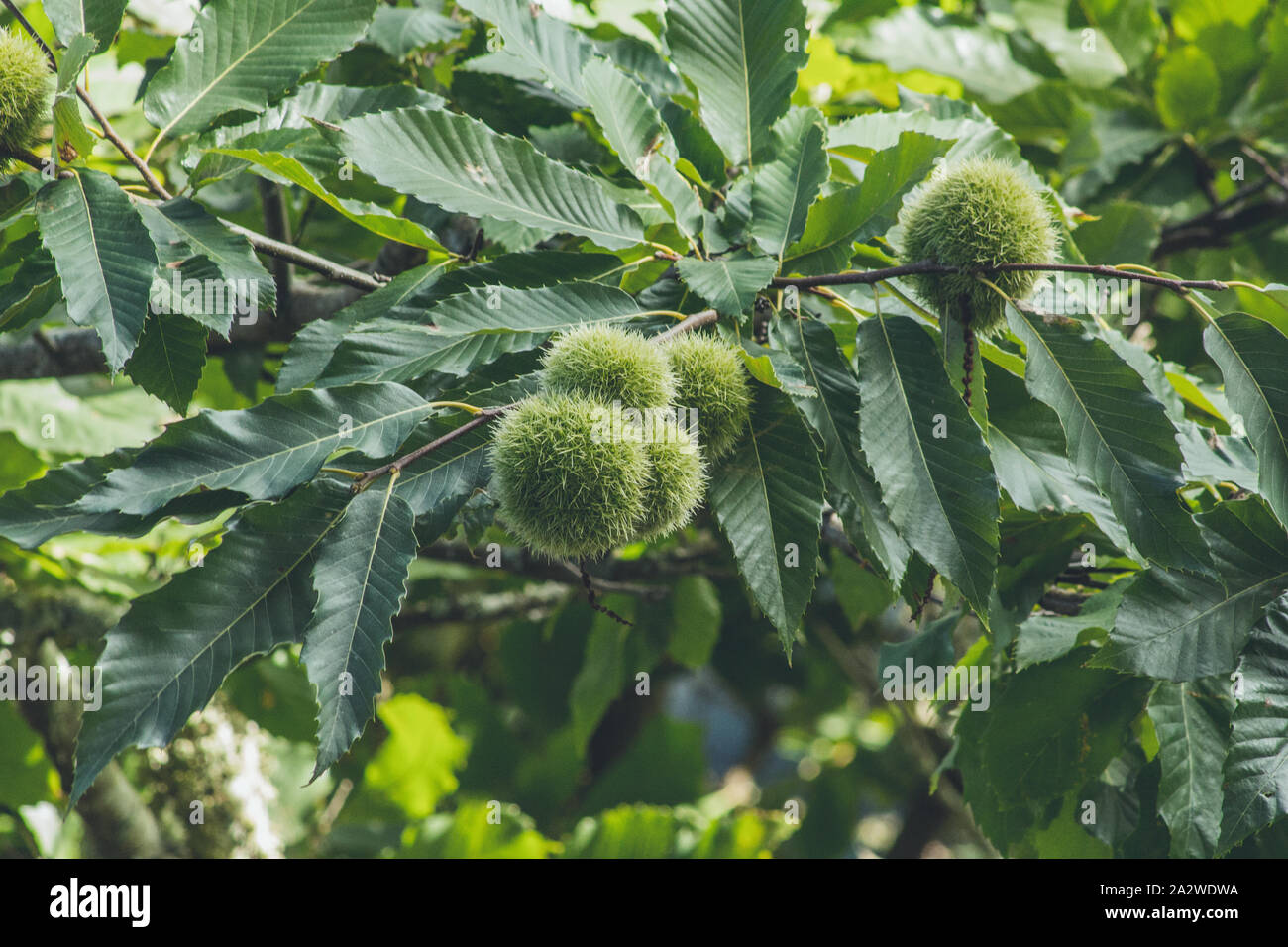 Sweet chestnut fruits hanging on tree in Portugal Stock Photo - Alamy