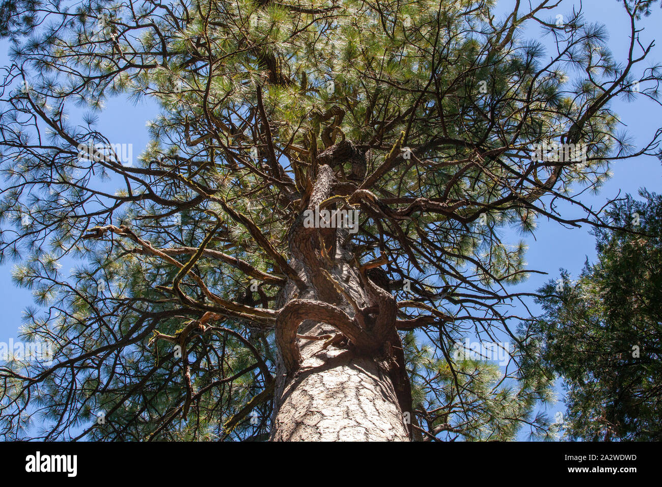 Twisted branch growth on a pine tree in Yosemite California Stock Photo ...