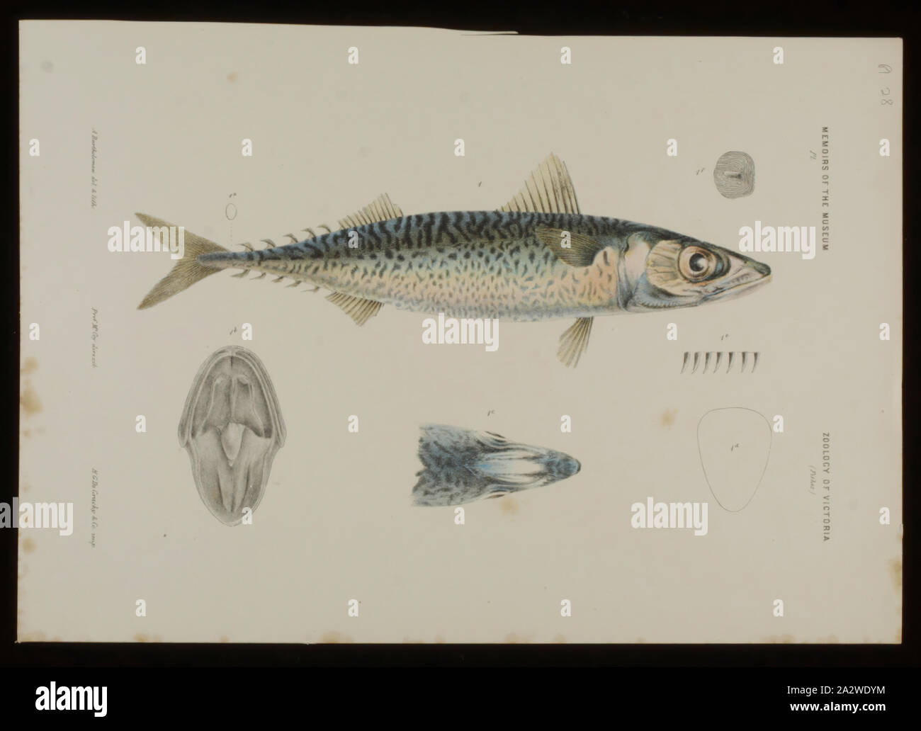 Lithographic Print - Lithographic Ink & Pencil on Paper, Colour Proof C ...