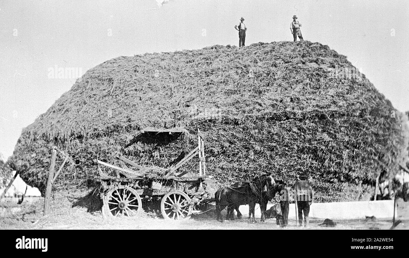Negative - Glengower, Victoria, 1939, Constructing a haystack. There ...