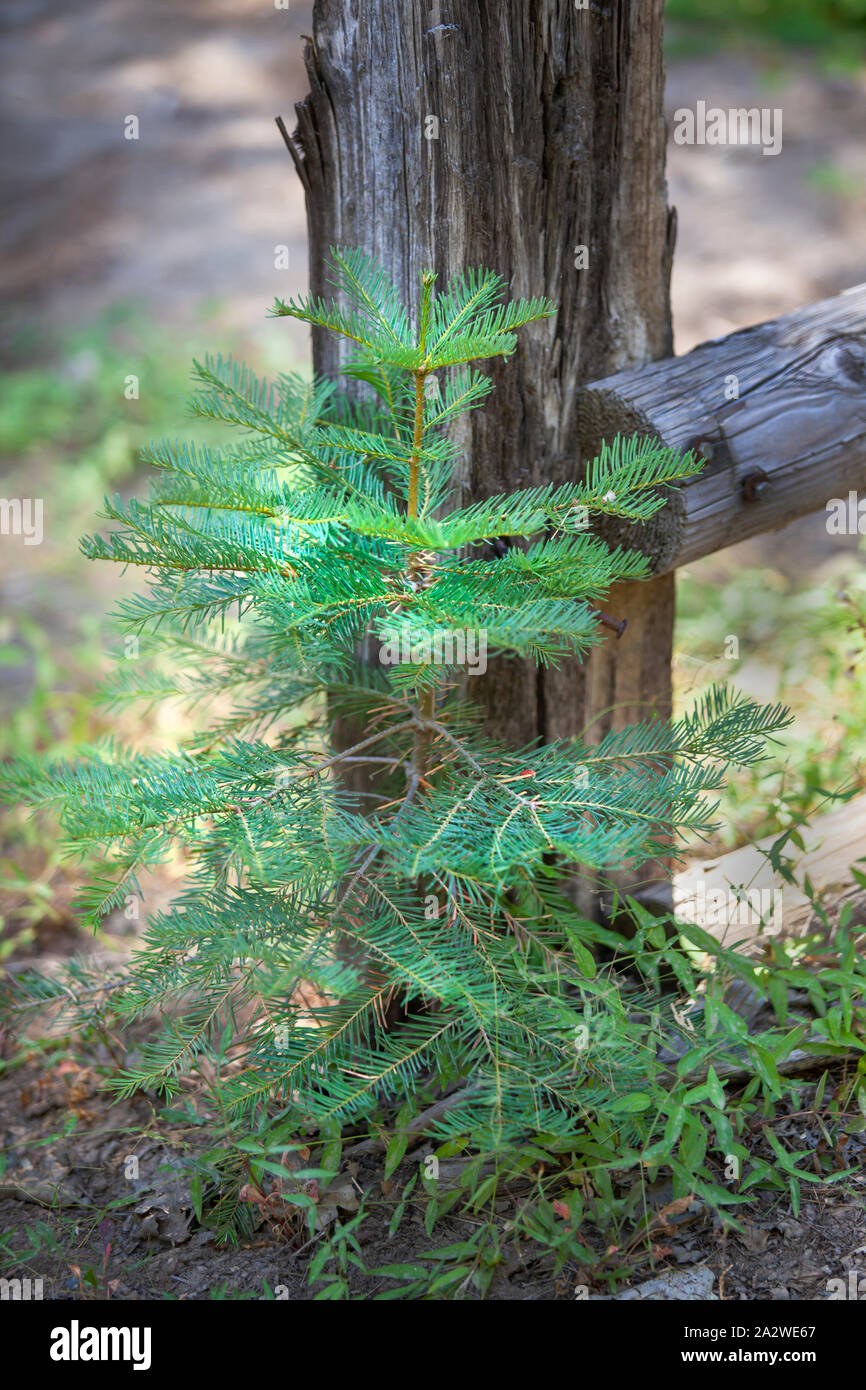 Young and old pine trees hi-res stock photography and images - Alamy