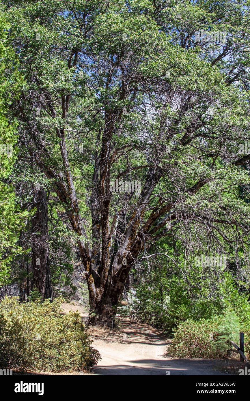 Large Oak tree in the middle of a walking path at Yosemite, California ...