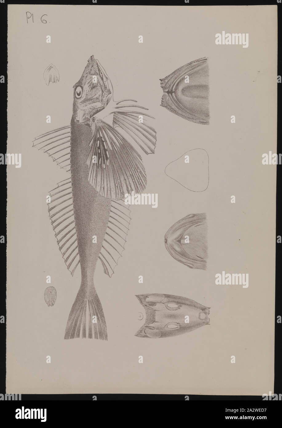 Lithographic proof - Red Gurnard, Chelidonichthys kumu, Arthur ...