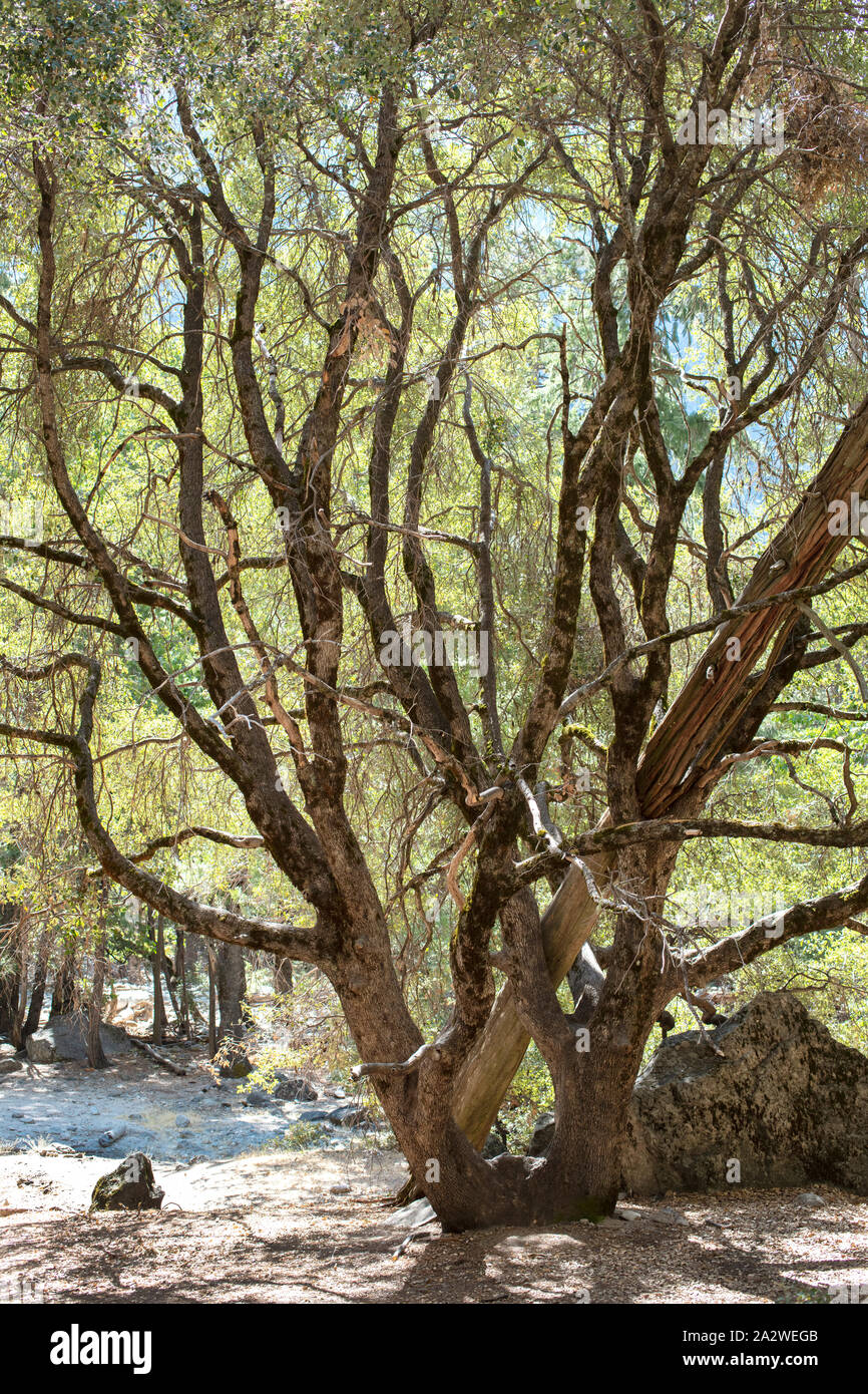 Large Oak tree in the middle of a walking path at Yosemite, California ...