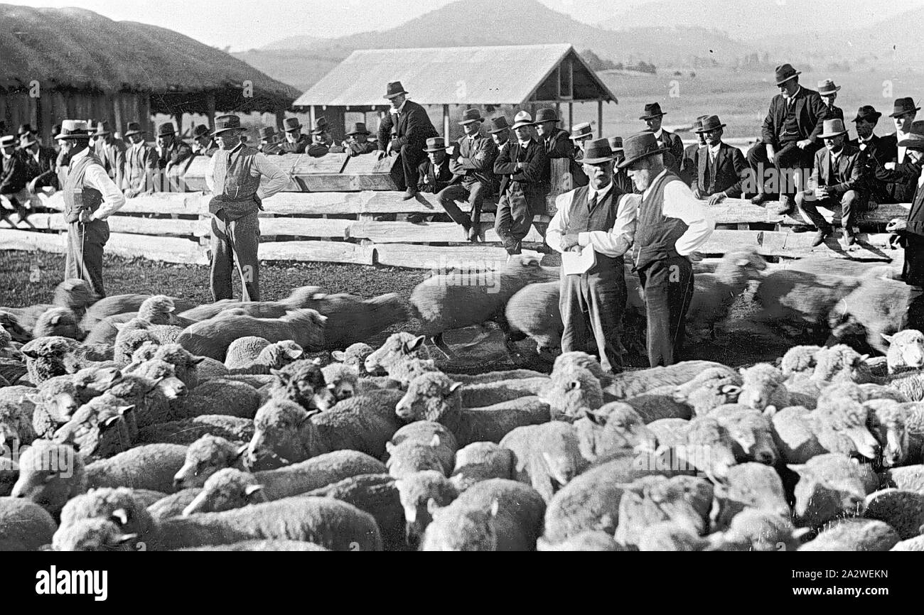 Negative - Auctioning Sheep at the Clearing Sale in Stockyards at ...