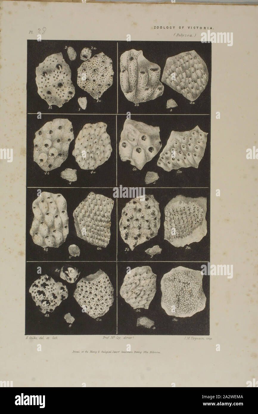 Lithographic Proof - Lithographic Ink & Pencil on Paper, Lithographic ...
