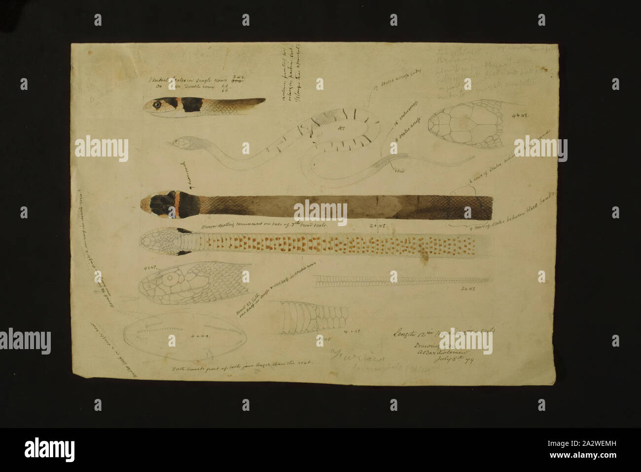 Pencil and watercolour illustration - Common Brown Snake, Pseudechis ...