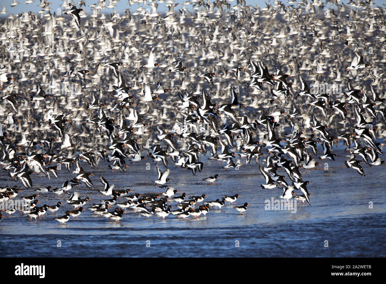 Tens of thousands of birds hi-res stock photography and images - Alamy