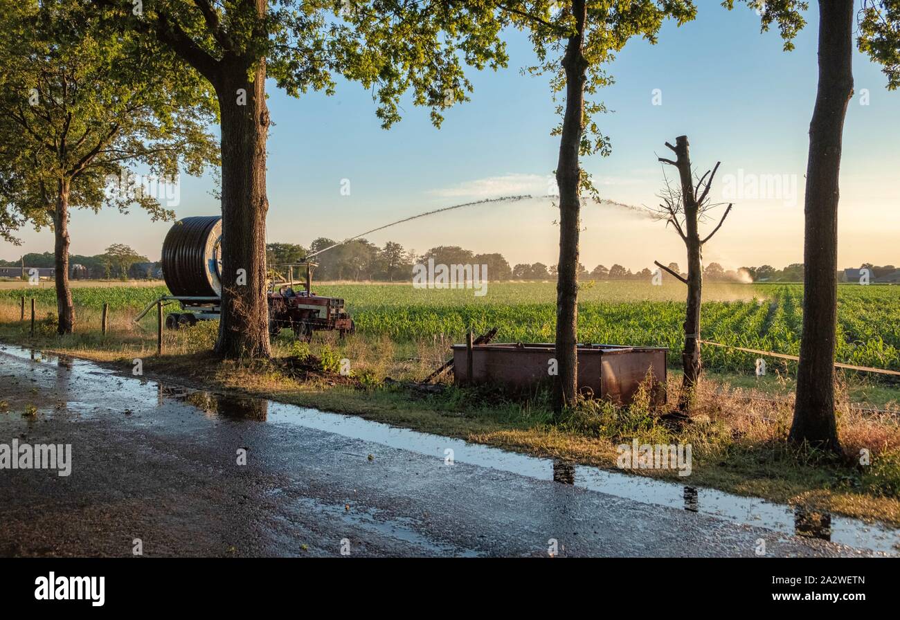 Silhouette of agricultural irrigation system watering cornfield at ...