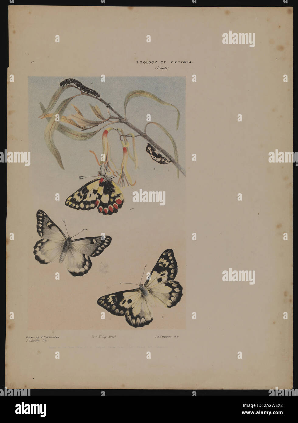 Plate forms part hi-res stock photography and images - Alamy