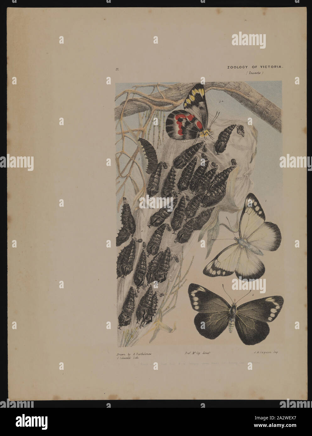 Lithographic Proof - Lithographic Ink on Paper, Colour proof D for ...