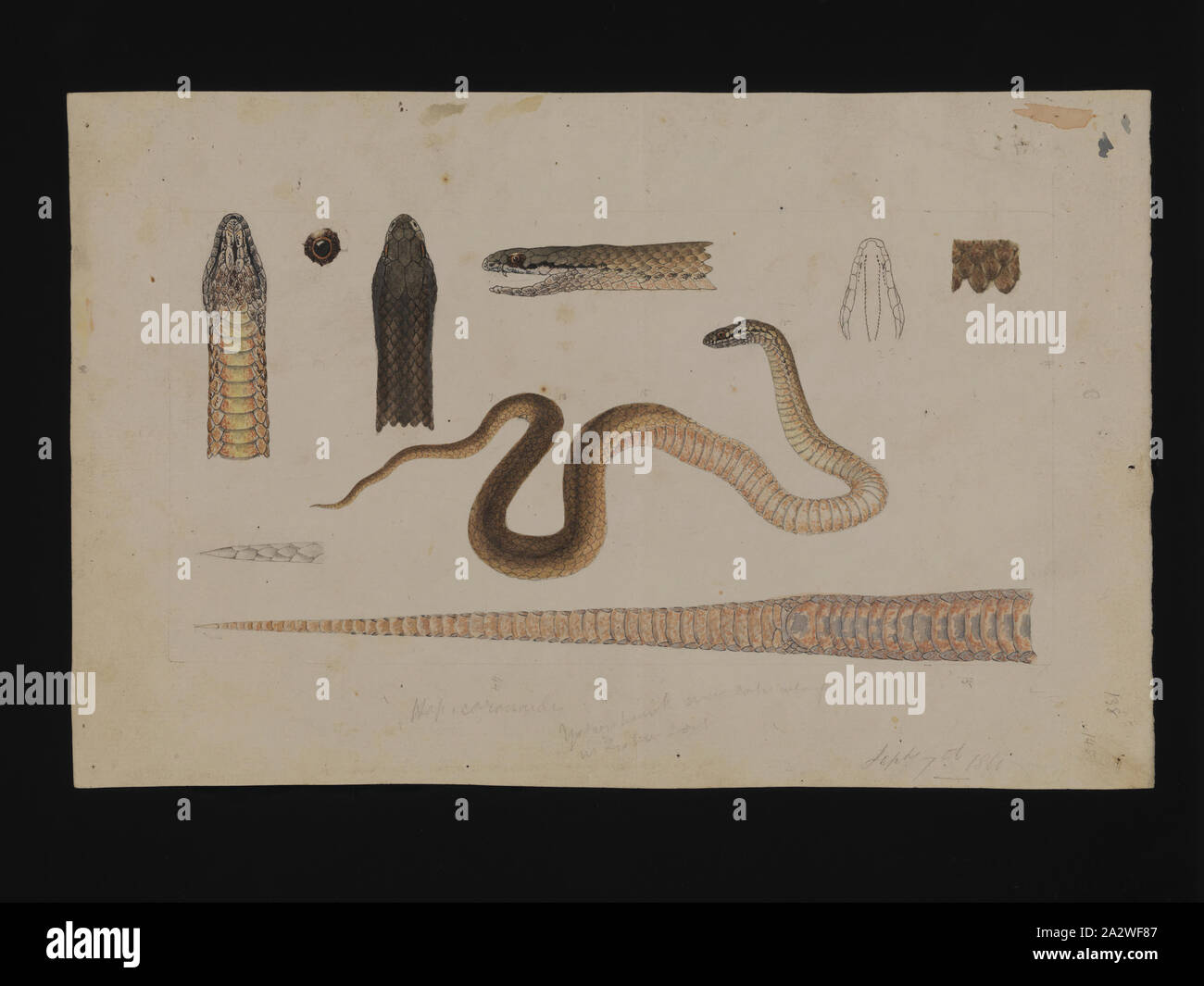 Illustration - Pencil, Watercolour & Ink on Paper of Drysdalia ...