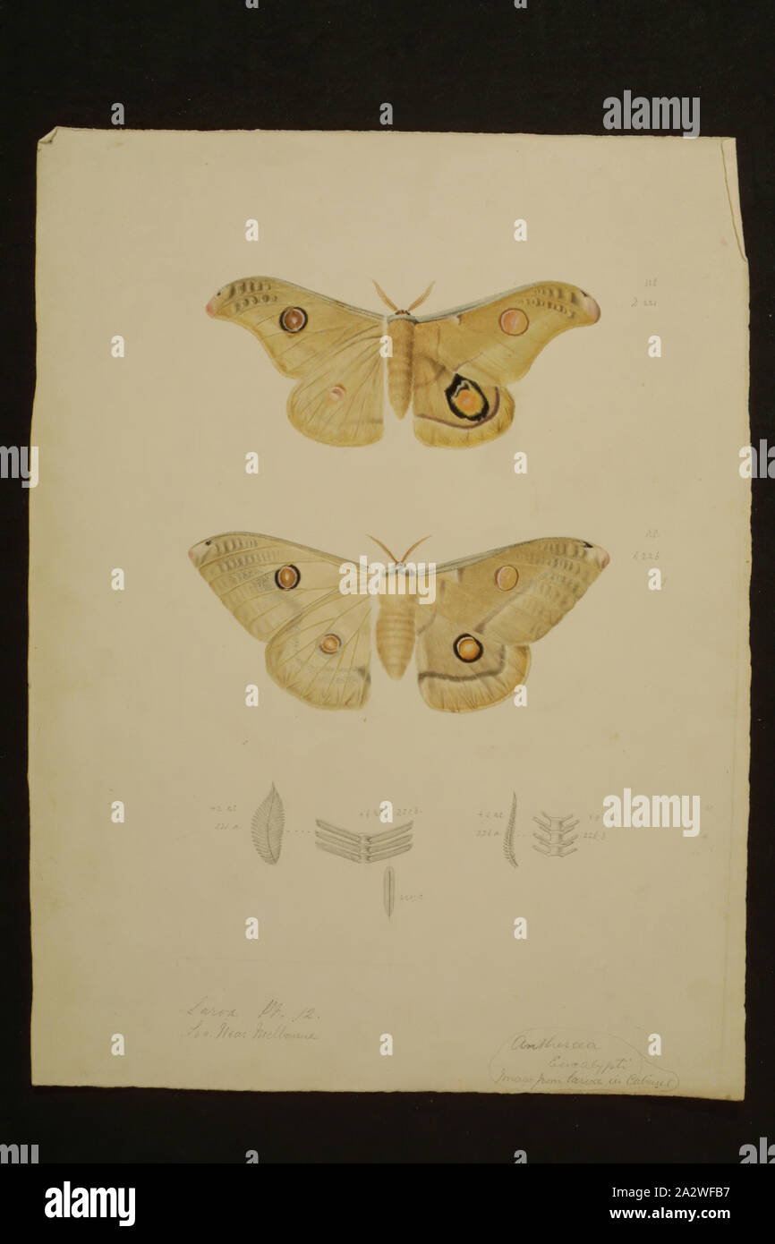 Watercolour illustration - Emperor Gum-Moths, Opodiphthera eucalypti ...