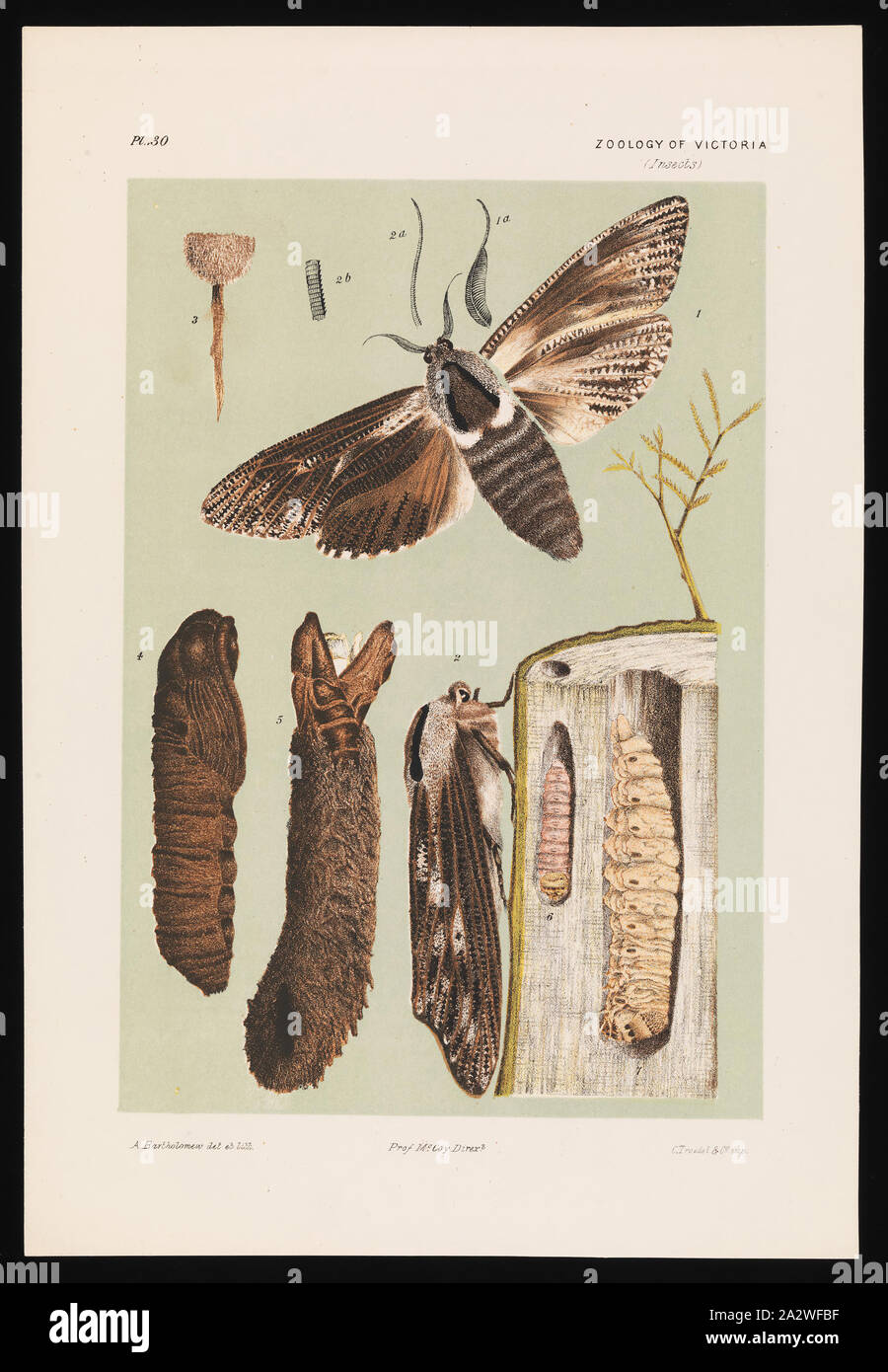 Adult wattle goat moth hi-res stock photography and images - Alamy