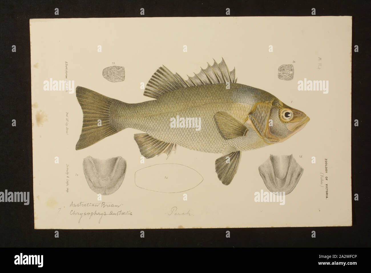 Lithographic Proof - Lithographic Ink & Pencil on Paper, Colour proof a ...