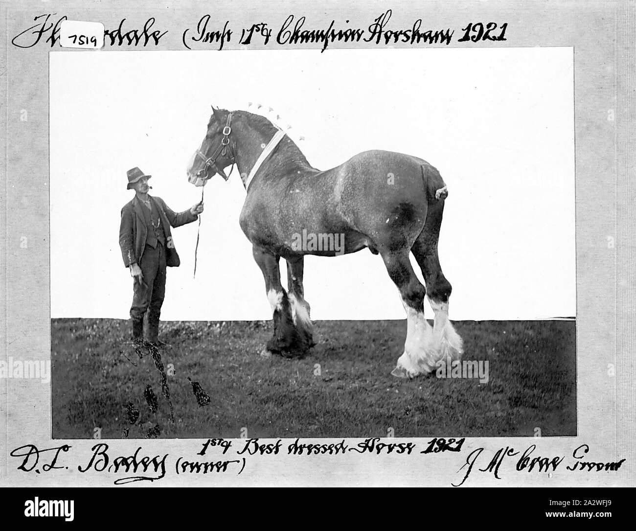 Negative - 'Flowerdale', Agricultural Show, Horsham, Victoria, 1921 ...