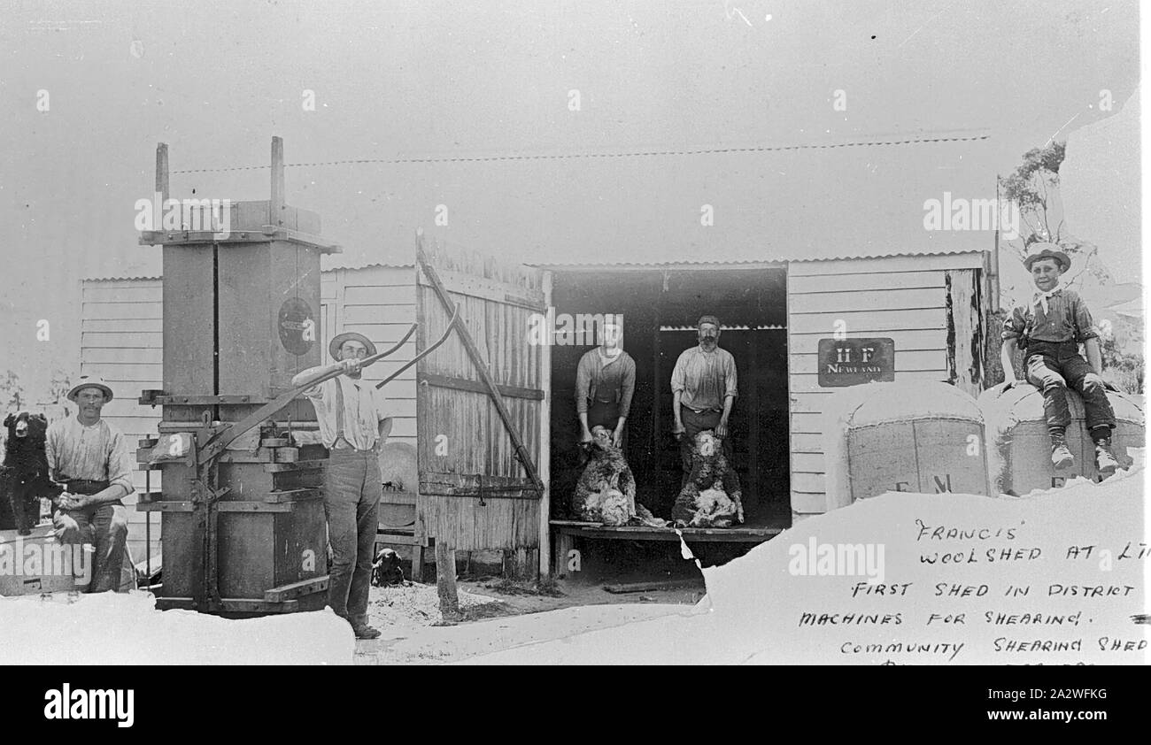 Negative - Linton, Victoria, pre 1900, Shearers at the woolshed on ...