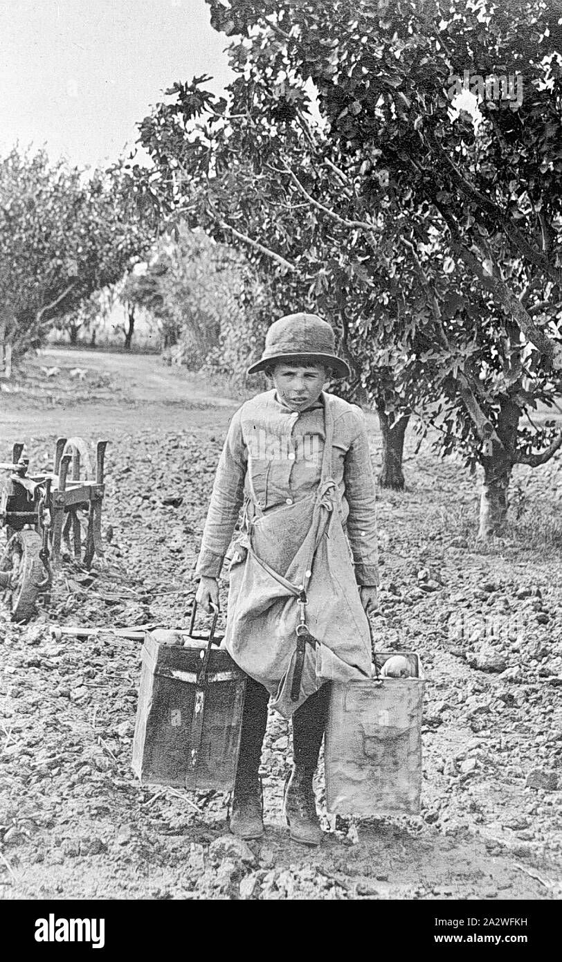 Negative - Boy Carrying Buckets of Fruit in an Orchard, Merrigum ...