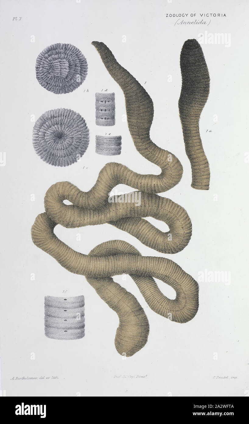 Lithographic colour proof - Giant Gippsland Earthworm, Megascolides ...