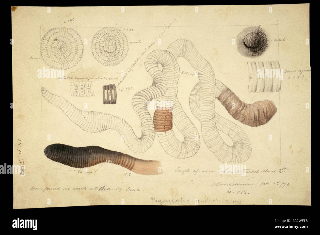 Pencil & watercolour illustration - Giant Gippsland Earthworm ...