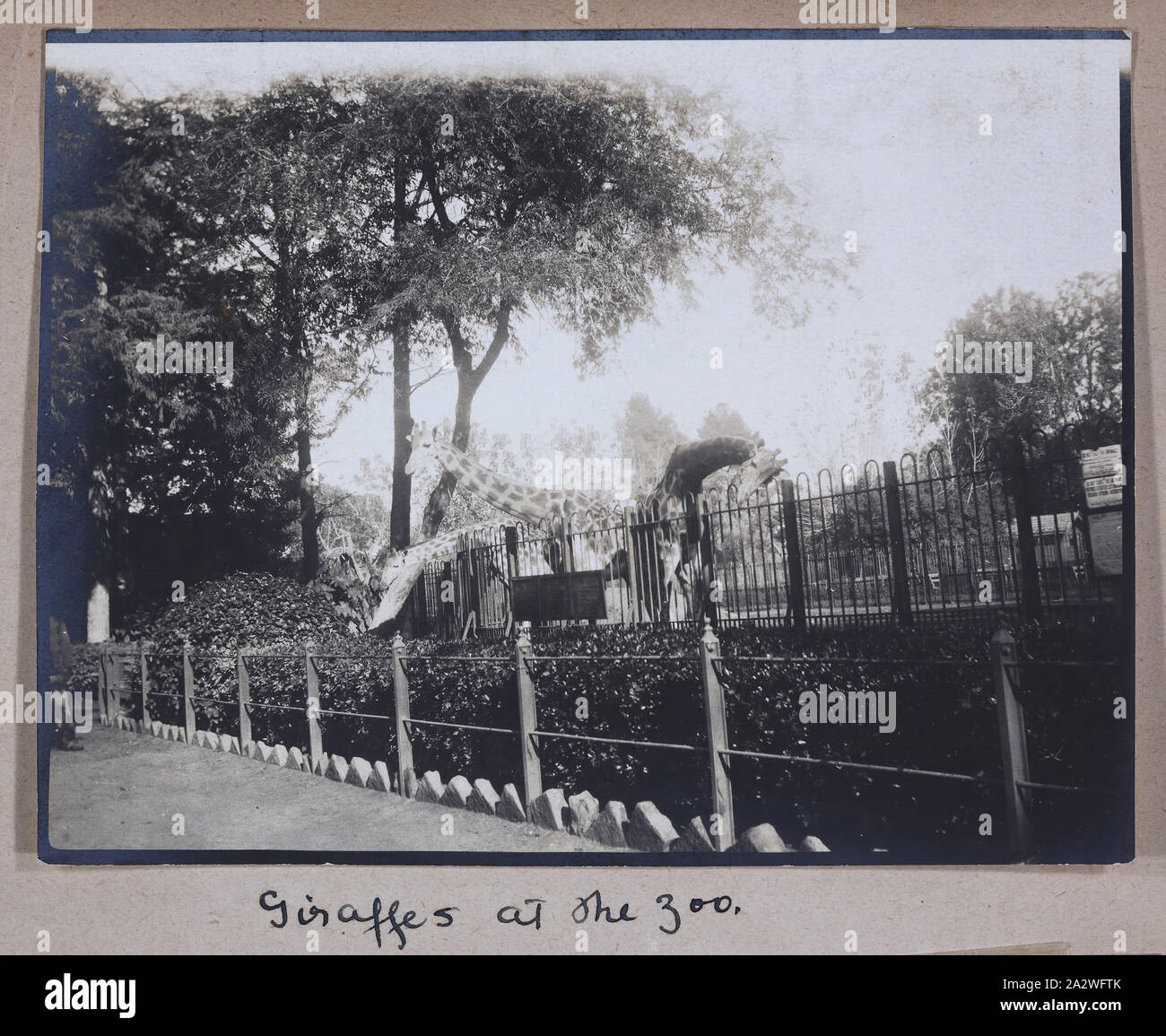 Photograph - 'Giraffes at the Zoo', Egypt, Captain Edward Albert ...
