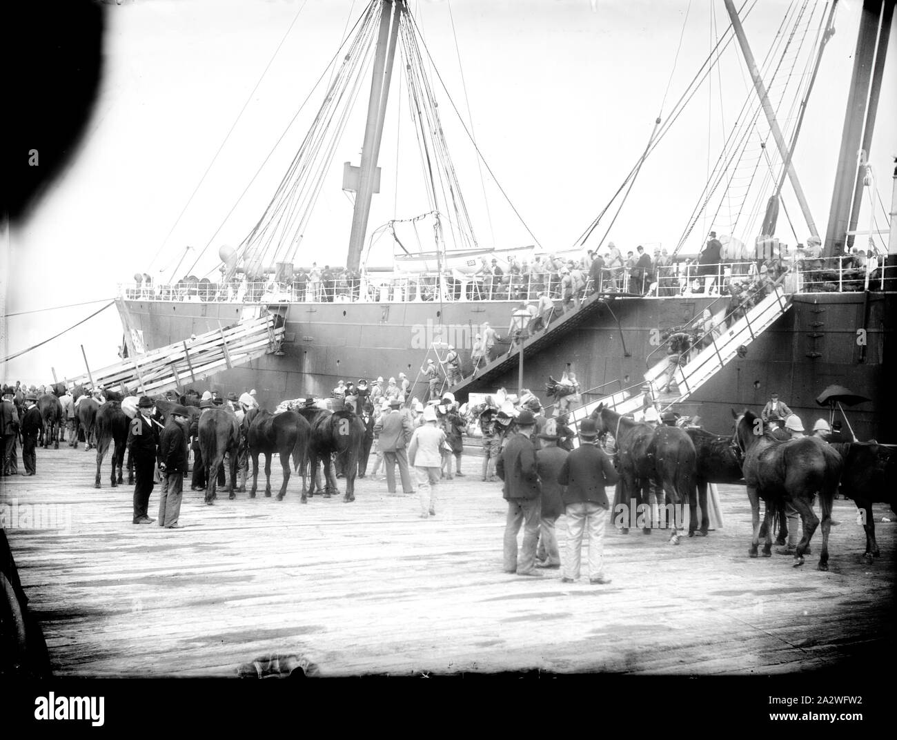Glass Negative - Soldiers & Horses Waiting to Board Ship, Boer War ...