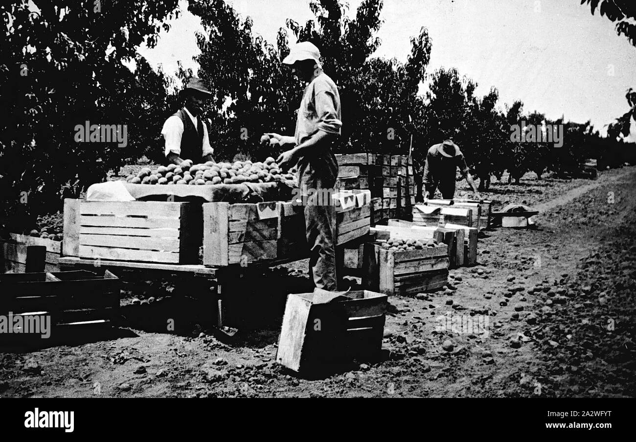 Negative - Merrigum, Victoria, circa 1925, Grading fruit into boxes ...