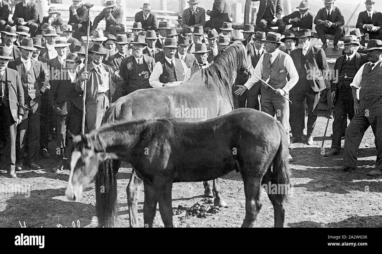 Negative - 'Happy Valley', Myrtleford, Victoria, 21 Mar 1919 ...