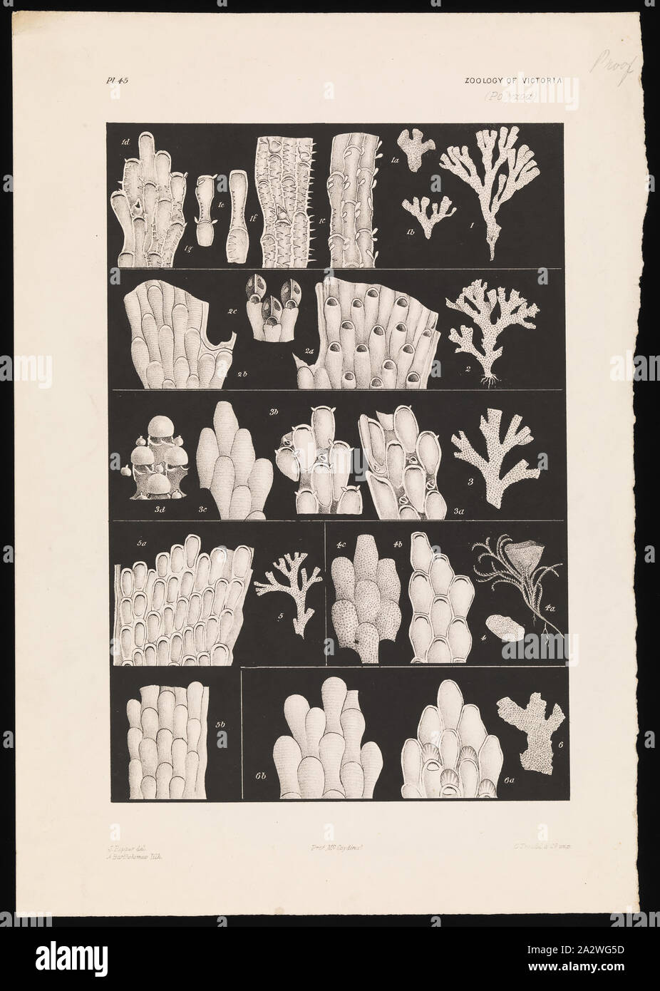 Lithographic proof - Bryozoa, drawing by J.Ripper, lithograph by A ...