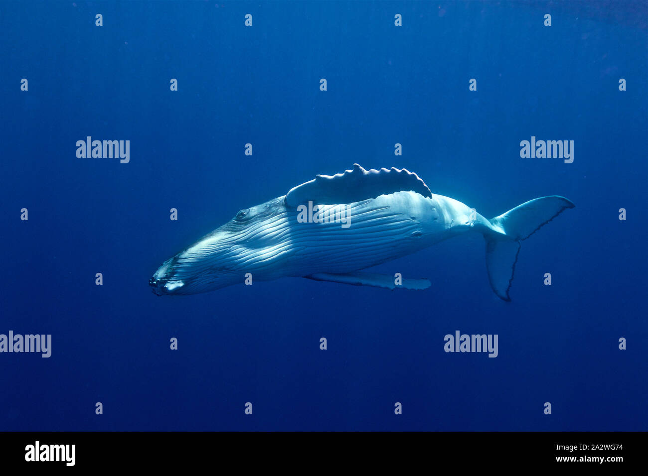 Humpback whale in French Polynesia Stock Photo - Alamy