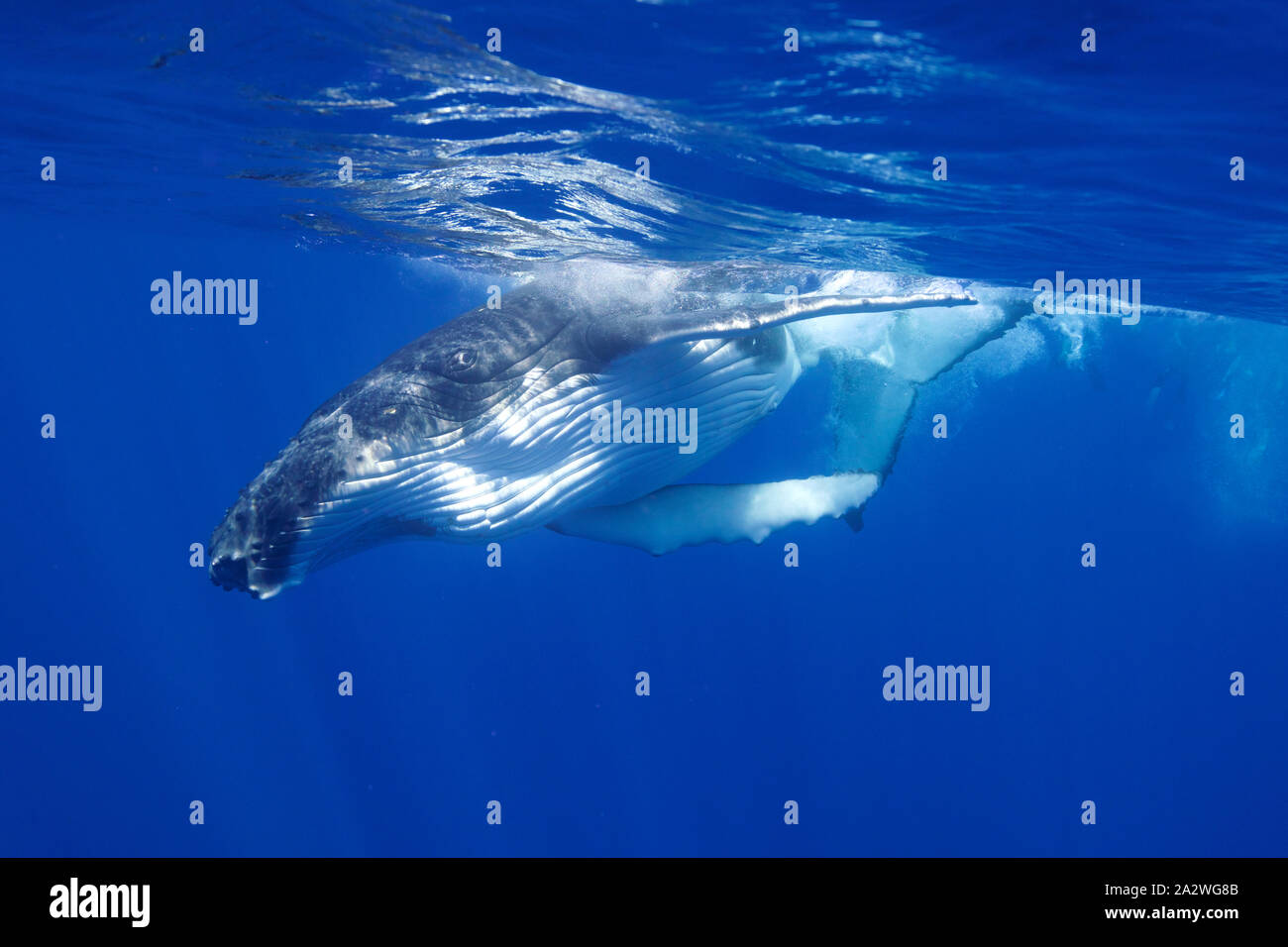 Baby Blue Whales Underwater