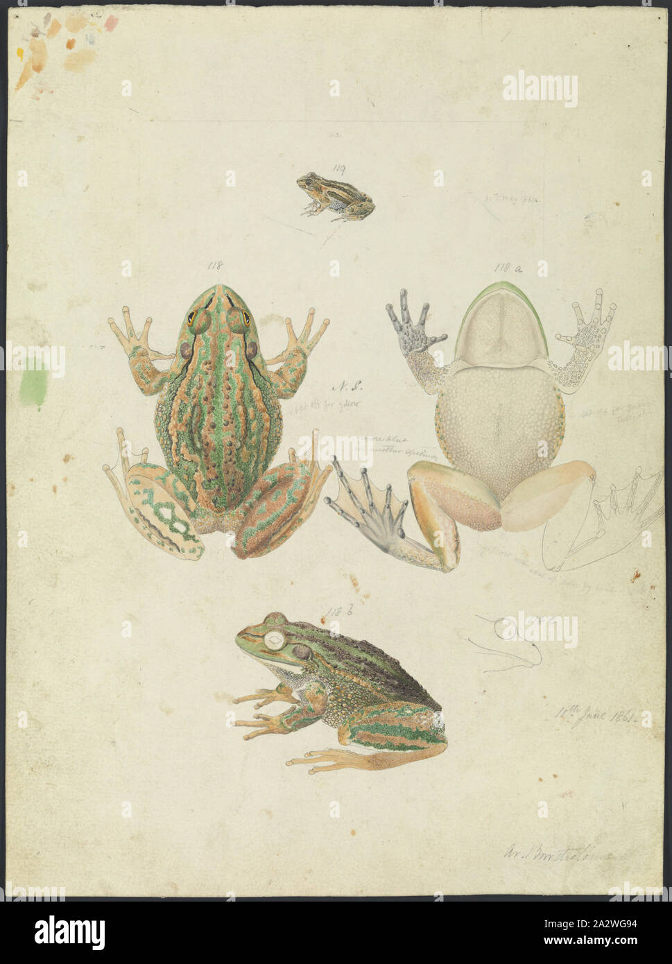 Illustration - Growling Grass Frog, Litoria raniformis, Arthur ...