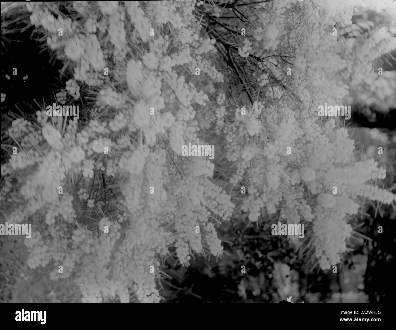 Acacia crassiuscula hi-res stock photography and images - Alamy