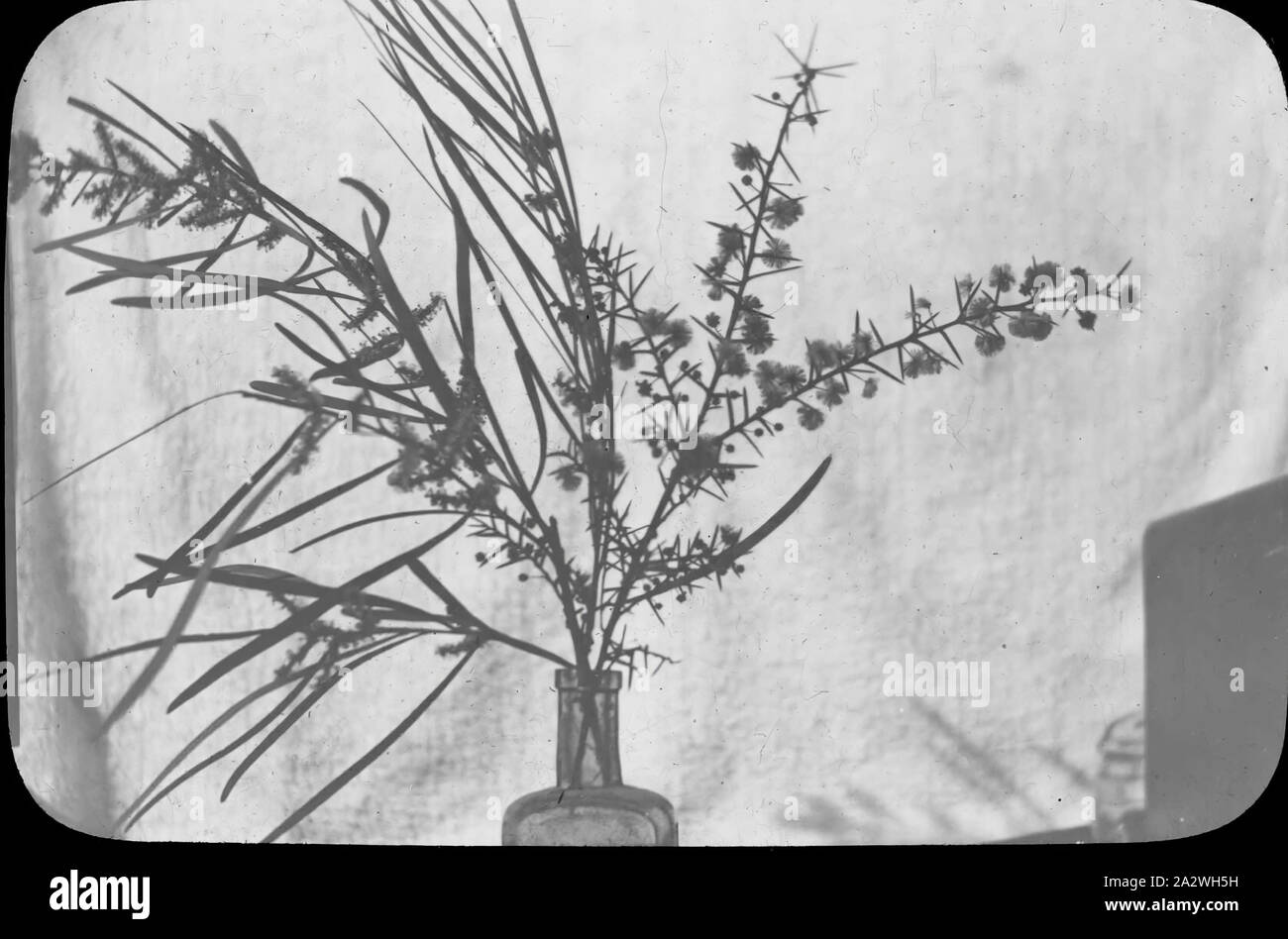 Lantern Slide - Acacia Linearis, Gembrook, Victoria, Date Unknown ...