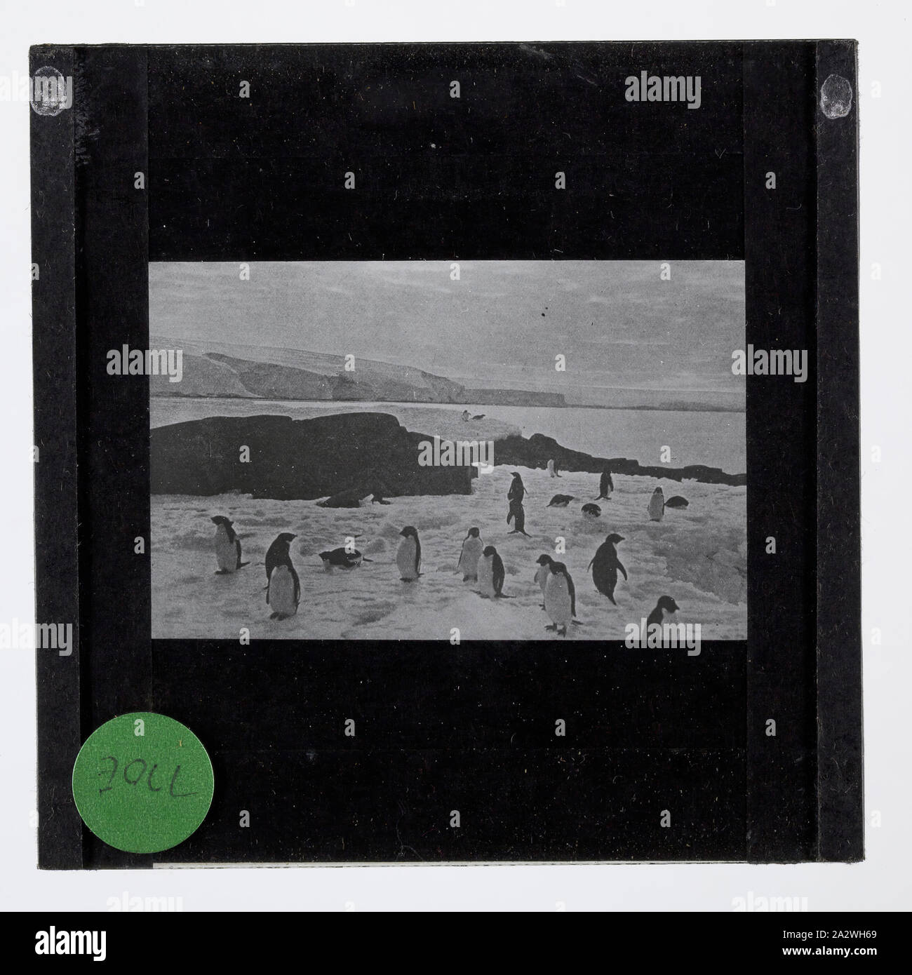 Lantern Slide - Adelie Penguins on the Ice Covered Coast at Cape ...