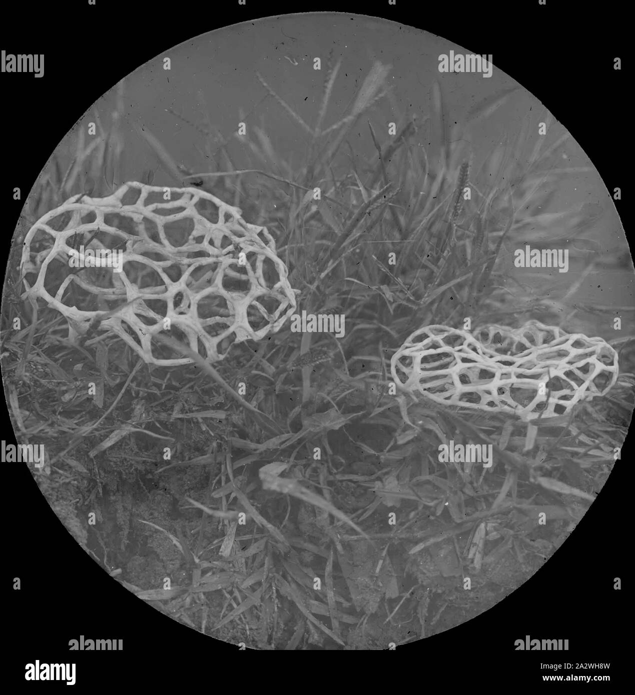 Museum collection of fungi hi-res stock photography and images - Alamy